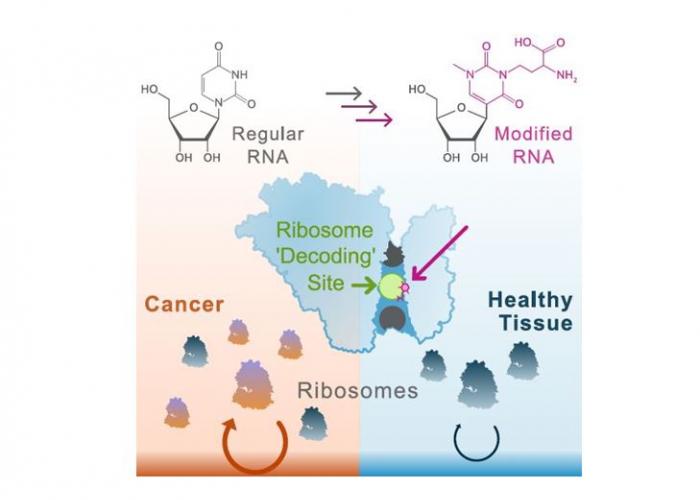 The discovery of a “cancer ribosome” can lead to a new class of cancer ...